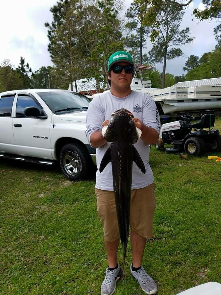 COBIA CAUGHT OFF PIER • Navarre Newspaper